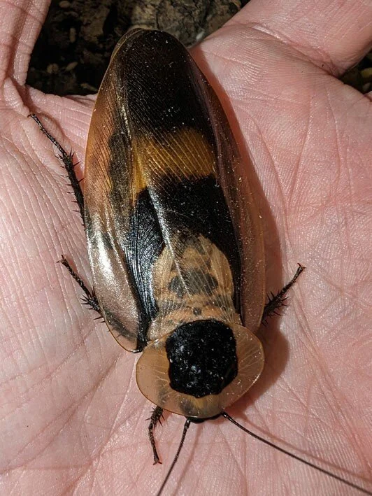 Buy Simandoa conserfarium (Extinct In The Wild Roaches) — Juice's ...