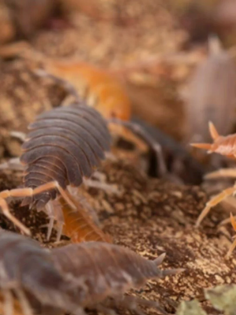 Buy Cubaris murina (Little Sea Isopods) — Juice's Arthropods
