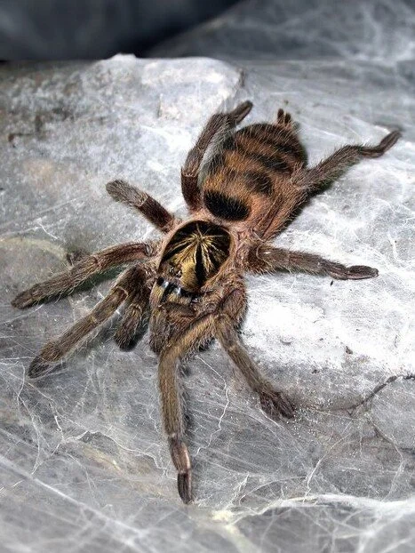 Buy Phormictopus sp. "Dominican Purple" (Dominican Purple Tarantula ...