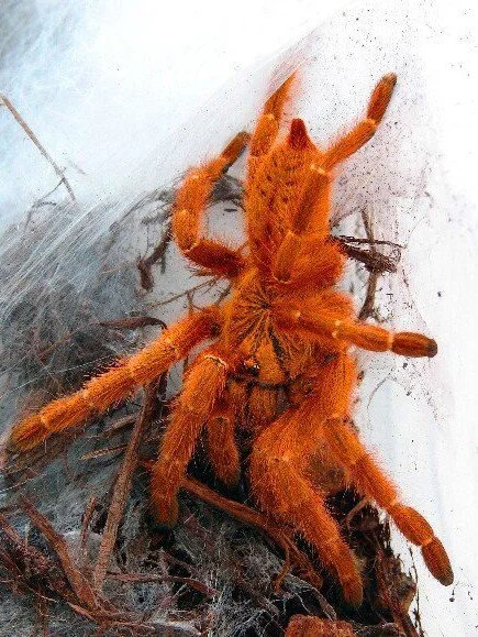 Buy Chilobrachys natanicharum (Electric Blue Tarantula) — Juice's ...