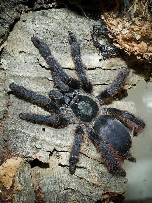 Buy Phormictopus sp. "Dominican Purple" (Dominican Purple Tarantula ...