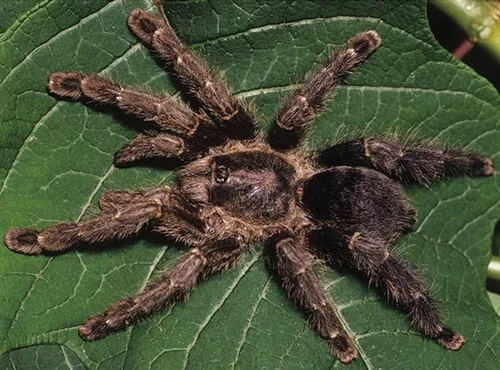 Buy Dolichothele diamantinensis (Brazilian Blue Dwarf Beauty Tarantula ...