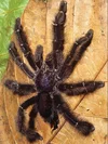 Buy Dolichothele diamantinensis (Brazilian Blue Dwarf Beauty Tarantula ...