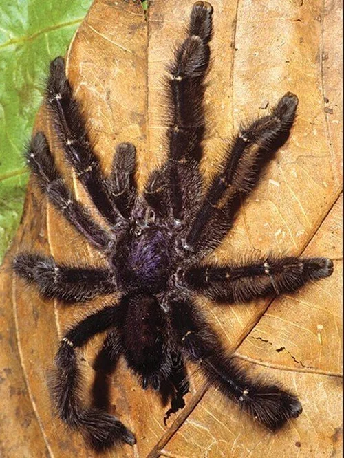 Buy Dolichothele diamantinensis (Brazilian Blue Dwarf Beauty Tarantula ...