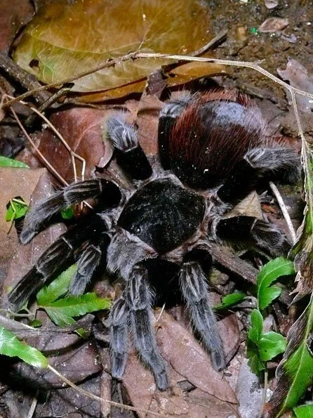 Buy Caribena versicolor (Antilles Pinktoe Tarantula) — Juice's Arthropods