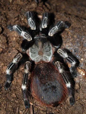 Buy Dolichothele diamantinensis (Brazilian Blue Dwarf Beauty Tarantula ...