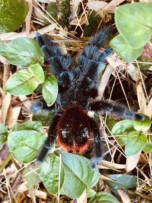 Buy Dolichothele diamantinensis (Brazilian Blue Dwarf Beauty Tarantula ...
