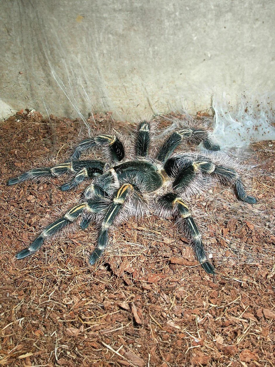 Buy Grammostola pulchra (Brazilian Black Tarantula) — Juice's Arthropods