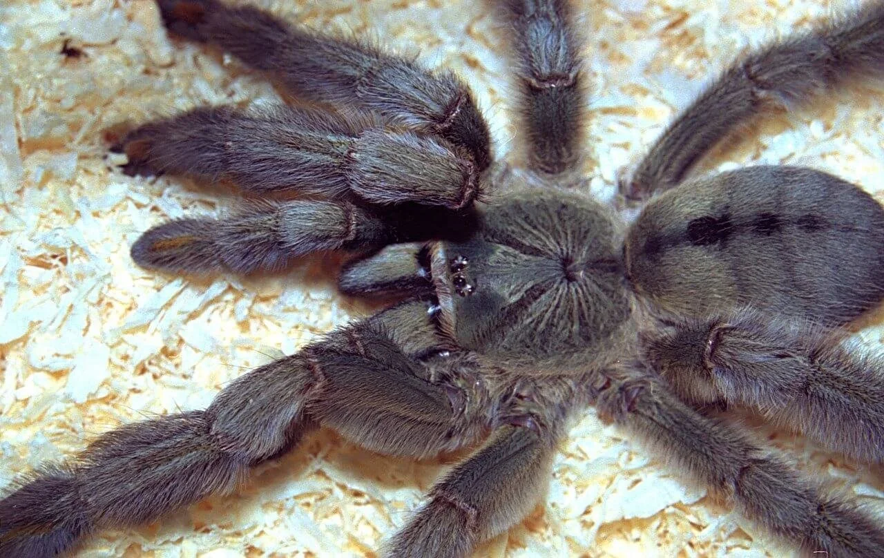 Buy Caribena versicolor (Antilles Pinktoe Tarantula) — Juice's Arthropods