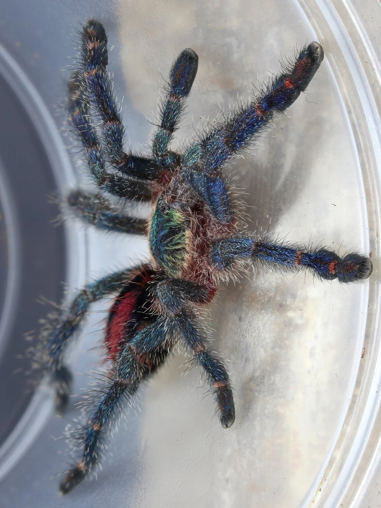 Buy Phormictopus sp. "Dominican Purple" (Dominican Purple Tarantula ...