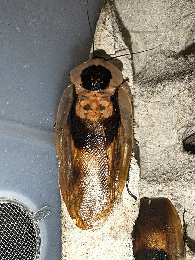 Buy Blaberus giganteus (Giant Cave Roaches) — Juice's Arthropods