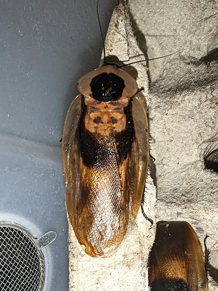 Buy Blaberus giganteus (Giant Cave Roaches) — Juice's Arthropods