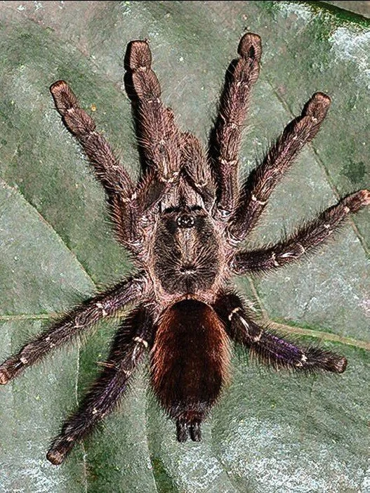 Buy Dolichothele diamantinensis (Brazilian Blue Dwarf Beauty Tarantula ...