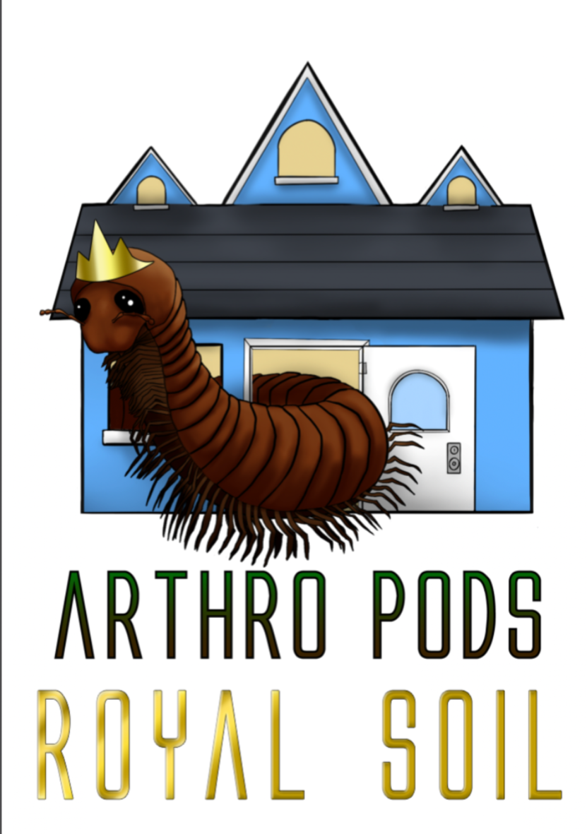 Buy Lasiocyano sazimai (Brazilian Blue Tarantula) — Juice's Arthropods