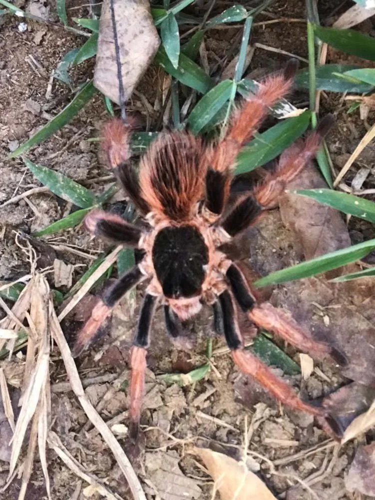 Buy Phormictopus sp. "Dominican Purple" (Dominican Purple Tarantula ...