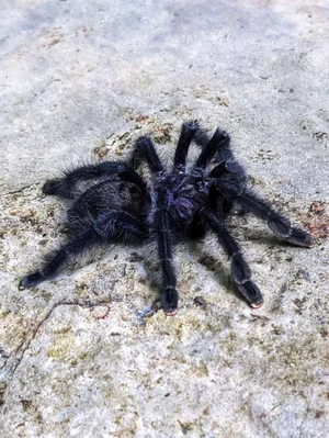 Buy Phormictopus sp. "Dominican Purple" (Dominican Purple Tarantula ...