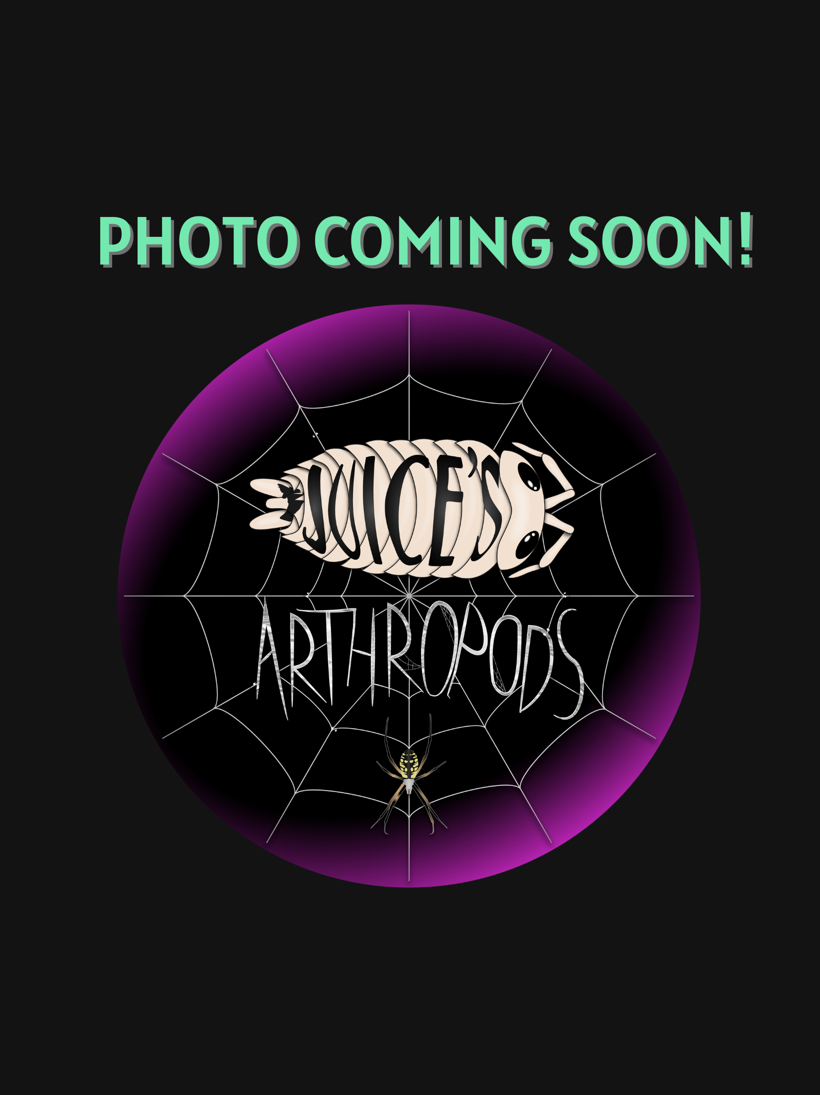 Buy Lasiocyano sazimai (Brazilian Blue Tarantula) — Juice's Arthropods