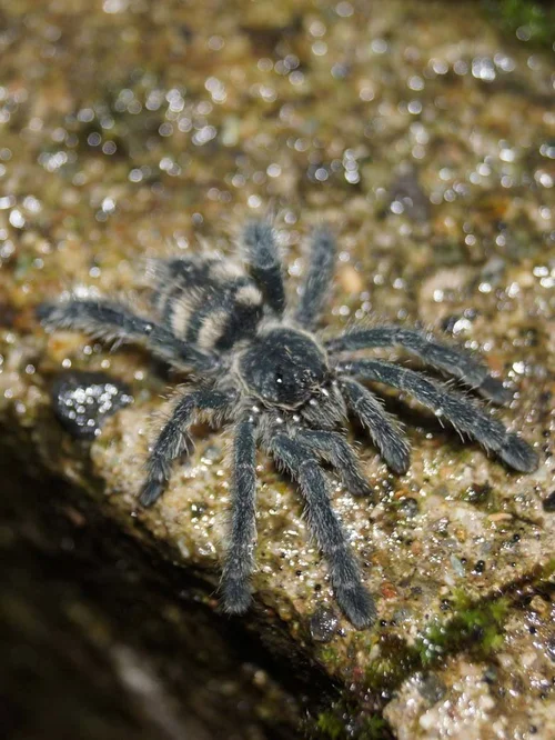 Buy Pamphobeteus sp ‘machala’ (Purple Bloom Tarantula) — Juice's Arthropods
