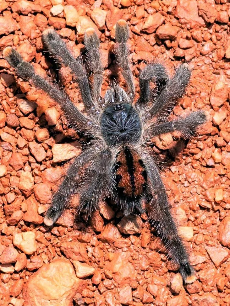 Buy Lasiocyano sazimai (Brazilian Blue Tarantula) — Juice's Arthropods