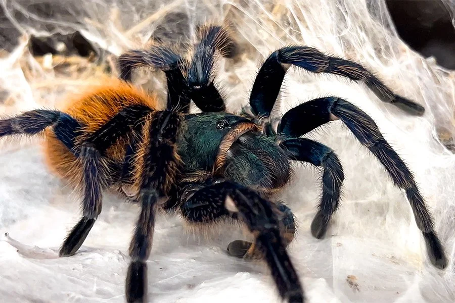 Buy Phormictopus sp. "Dominican Purple" (Dominican Purple Tarantula ...