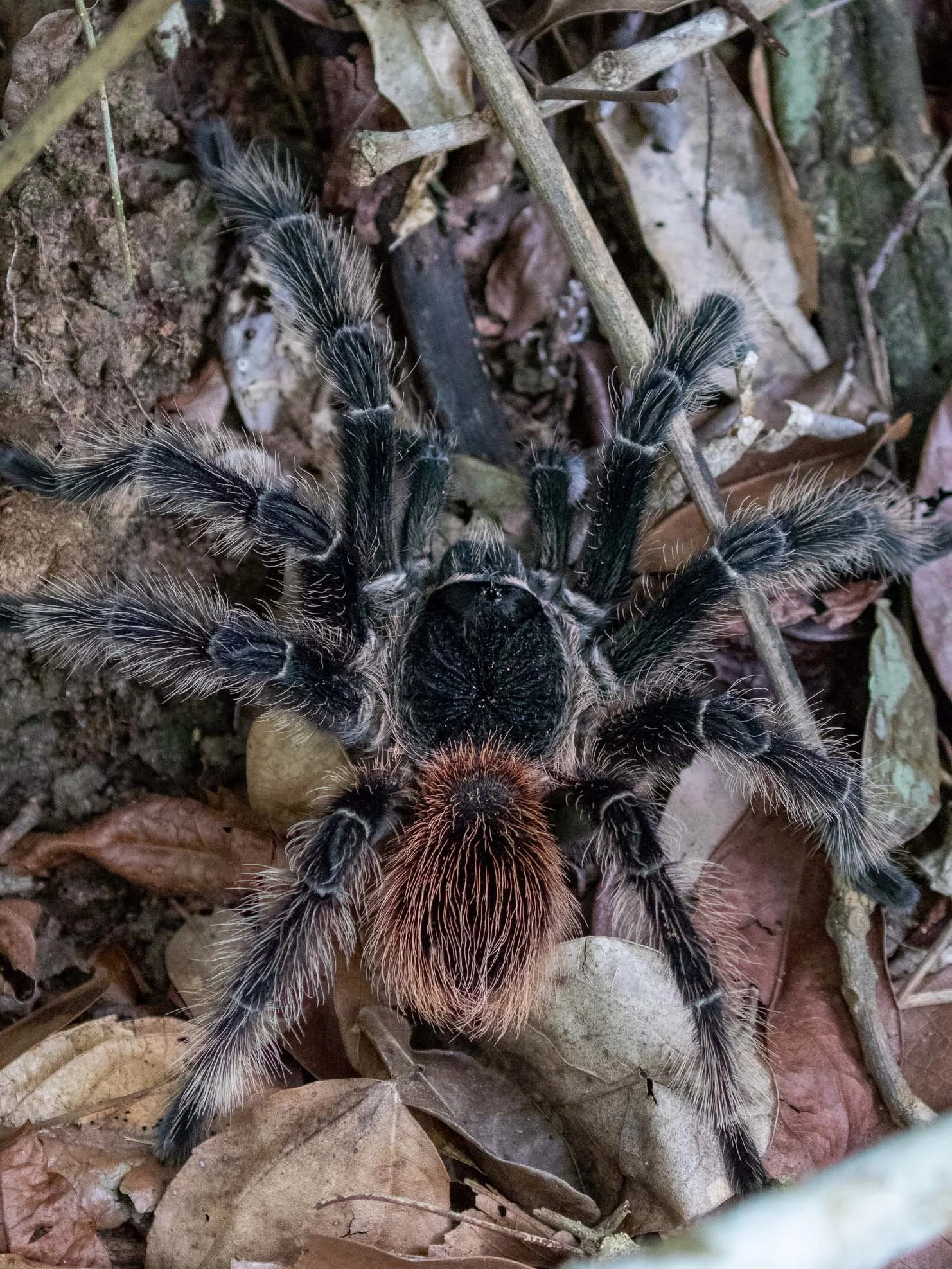 Buy Phormictopus sp. "Dominican Purple" (Dominican Purple Tarantula ...