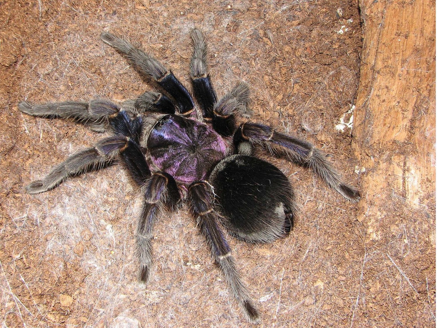 Buy Phormictopus sp. "Dominican Purple" (Dominican Purple Tarantula ...
