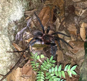 Buy Phormictopus sp. "Dominican Purple" (Dominican Purple Tarantula ...