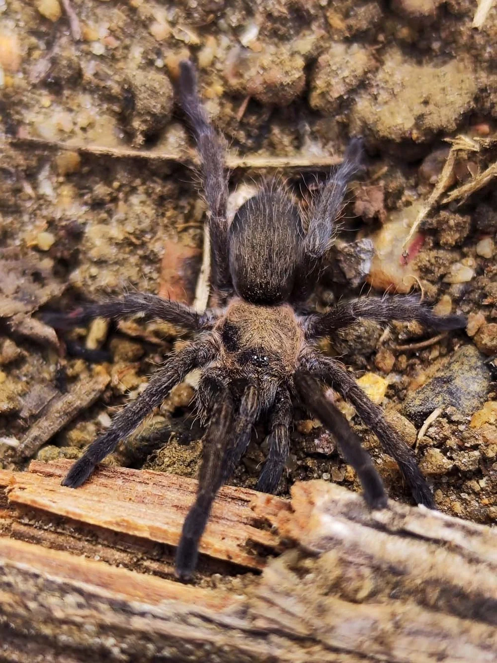 Buy Lasiocyano sazimai (Brazilian Blue Tarantula) — Juice's Arthropods