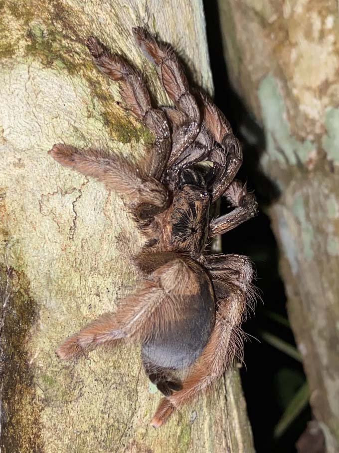 Buy Lasiocyano sazimai (Brazilian Blue Tarantula) — Juice's Arthropods