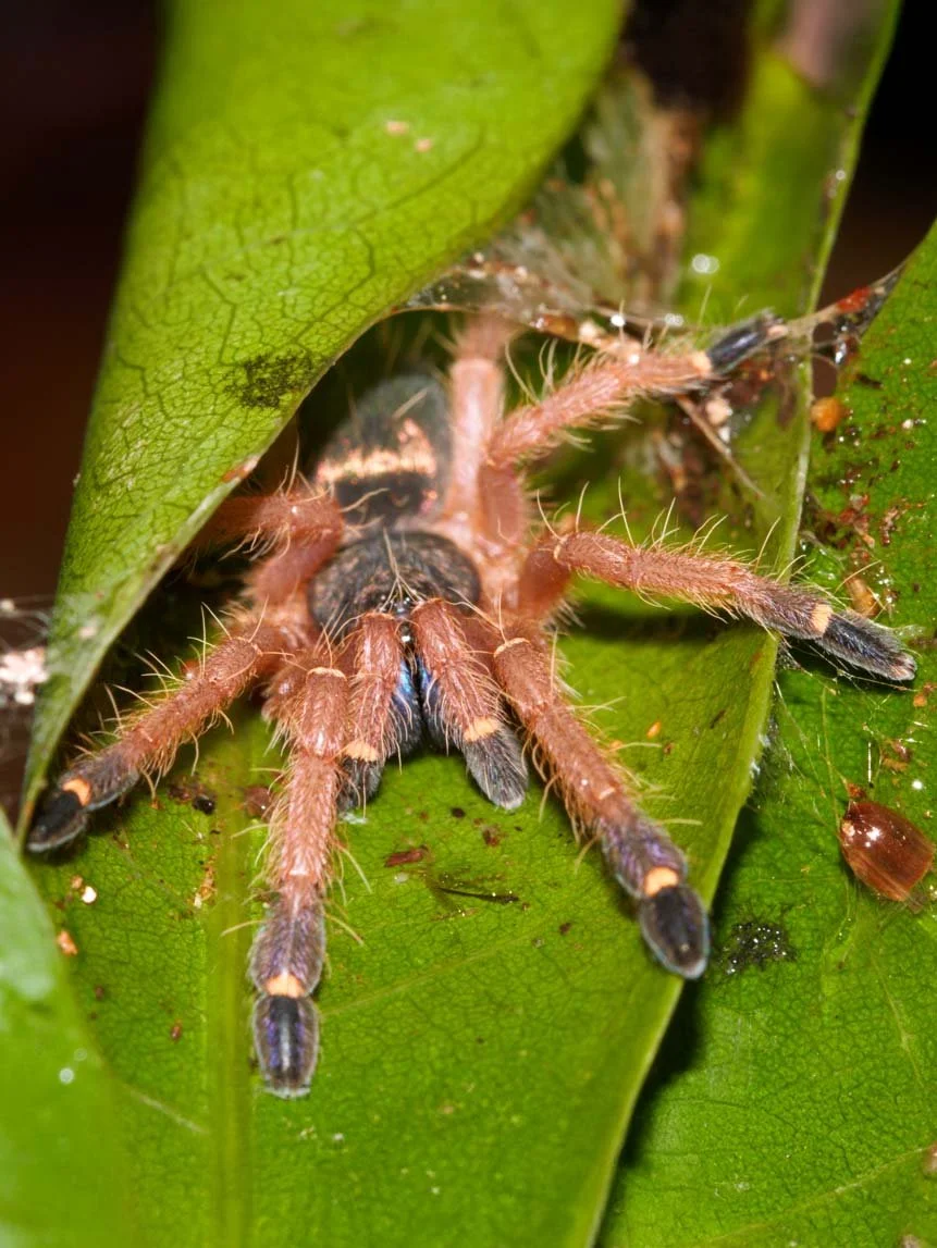 Buy Phormictopus sp. "Dominican Purple" (Dominican Purple Tarantula ...