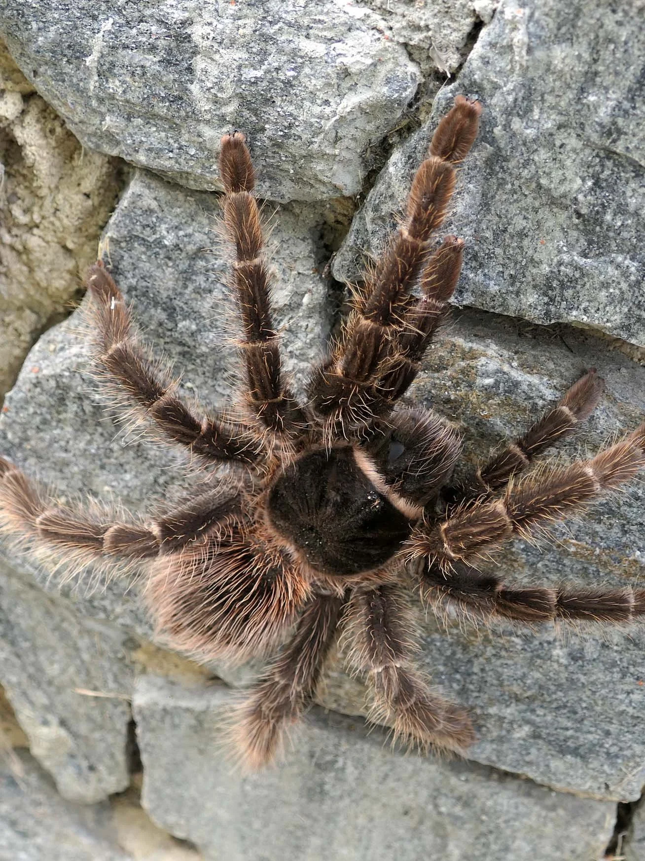 Buy Phormictopus sp. "Dominican Purple" (Dominican Purple Tarantula ...