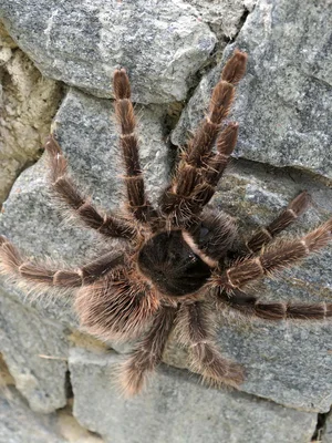 Buy Phormictopus sp. "Dominican Purple" (Dominican Purple Tarantula ...