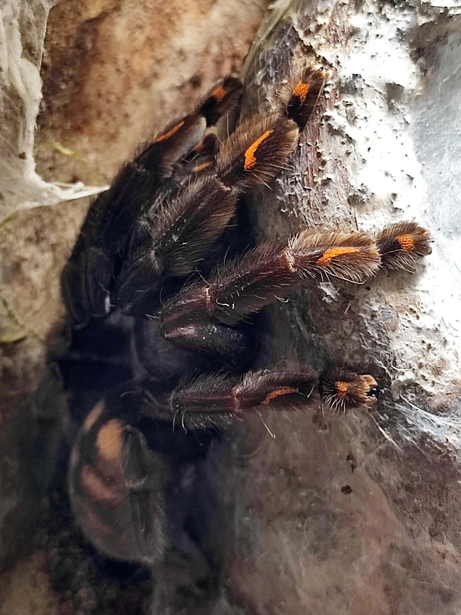 Buy Phormictopus sp. "Dominican Purple" (Dominican Purple Tarantula ...