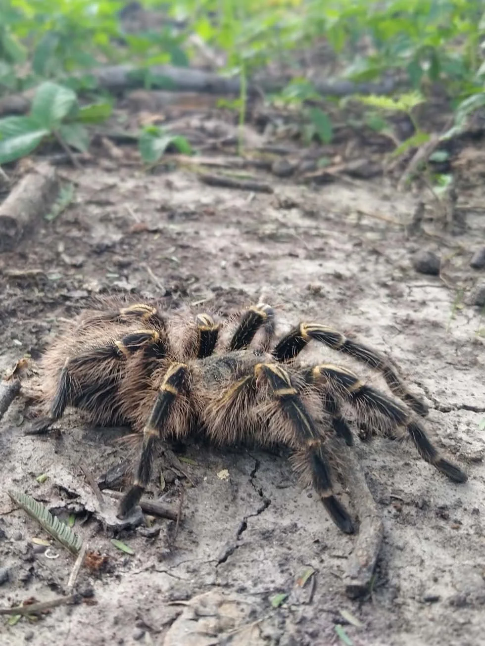 Buy Lasiocyano sazimai (Brazilian Blue Tarantula) — Juice's Arthropods