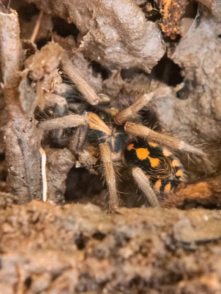 Buy Pamphobeteus sp ‘machala’ (Purple Bloom Tarantula) — Juice's Arthropods