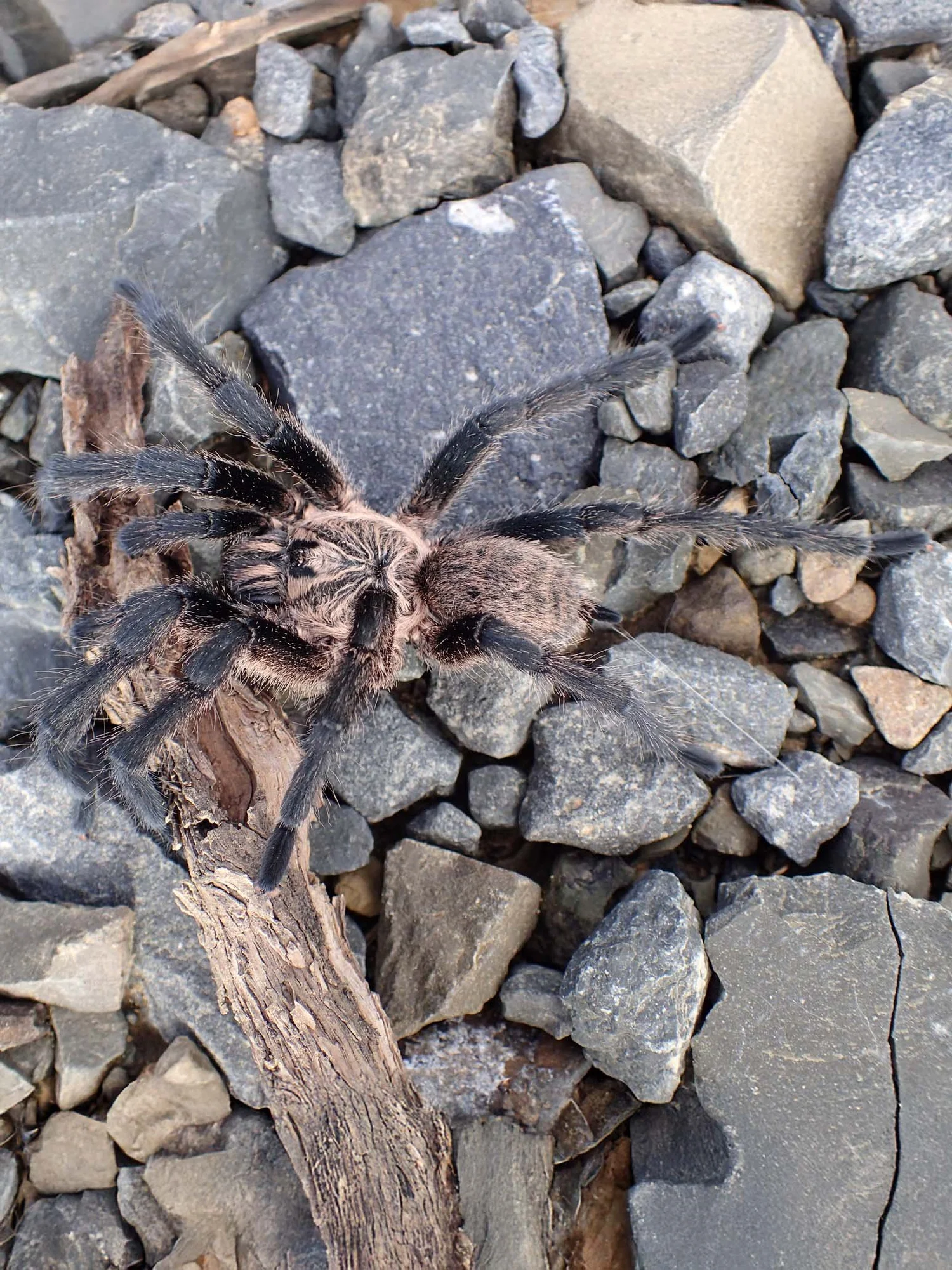 Buy Omothymus sp 'Sumatran Tiger' (Sumatran Tiger Tarantula) — Juice's ...