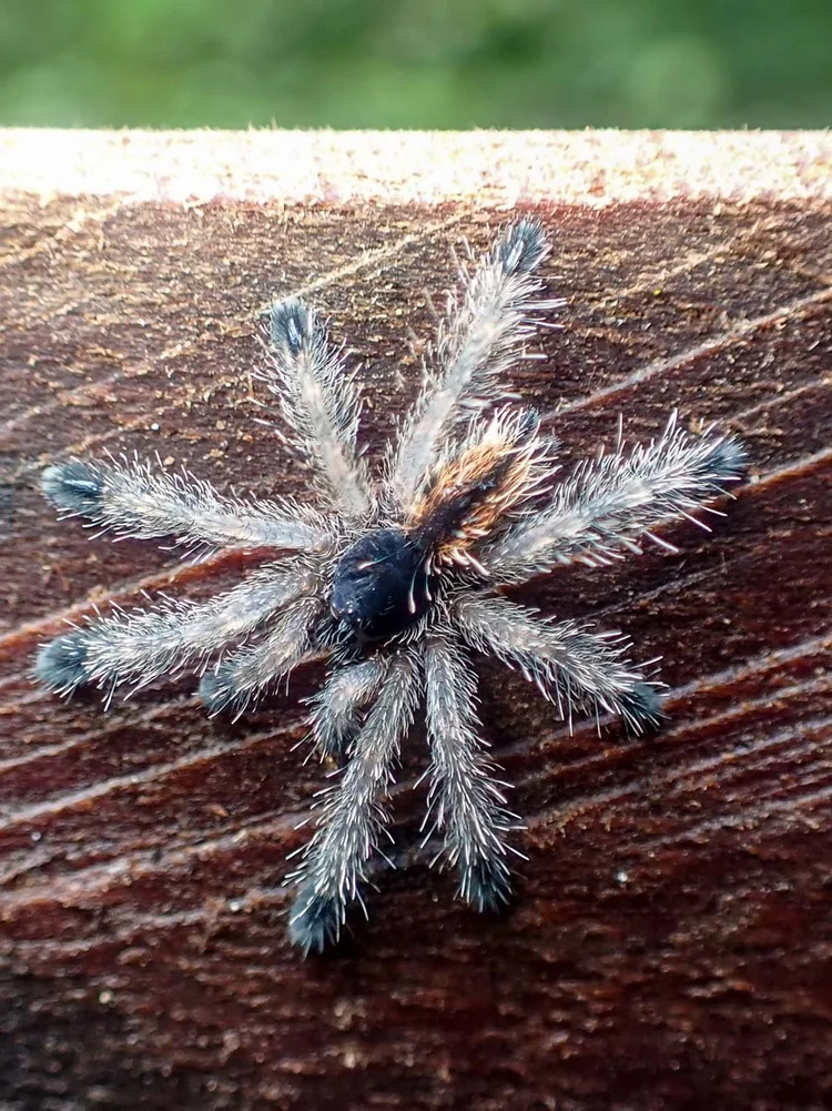 Buy Lasiocyano sazimai (Brazilian Blue Tarantula) — Juice's Arthropods