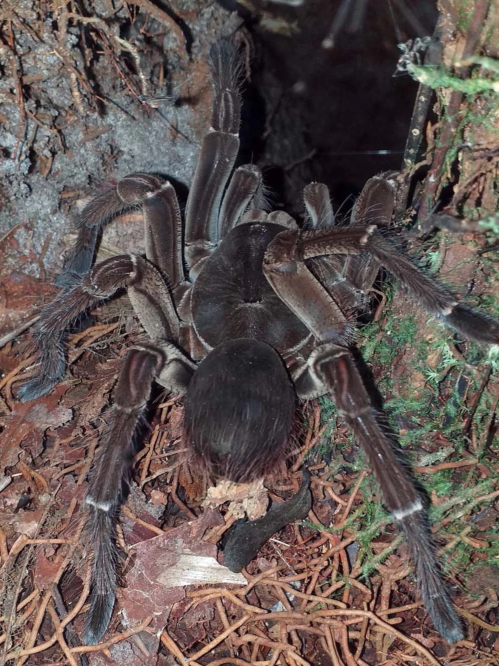 Buy Phormictopus sp. "Dominican Purple" (Dominican Purple Tarantula ...