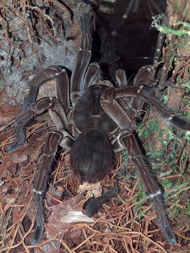Buy Phormictopus sp. "Dominican Purple" (Dominican Purple Tarantula ...