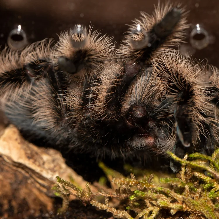 Buy Pamphobeteus sp ‘machala’ (Purple Bloom Tarantula) — Juice's Arthropods