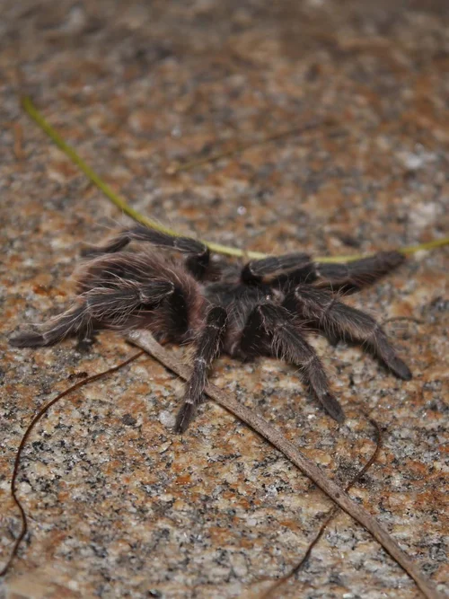 Buy Phormictopus sp. "Dominican Purple" (Dominican Purple Tarantula ...