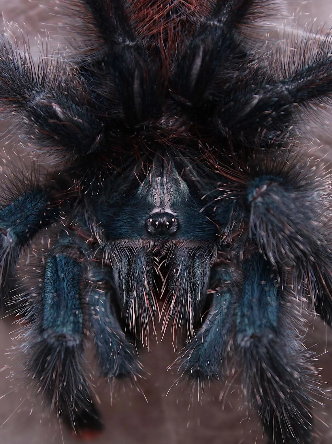 Buy Pamphobeteus sp ‘machala’ (Purple Bloom Tarantula) — Juice's Arthropods