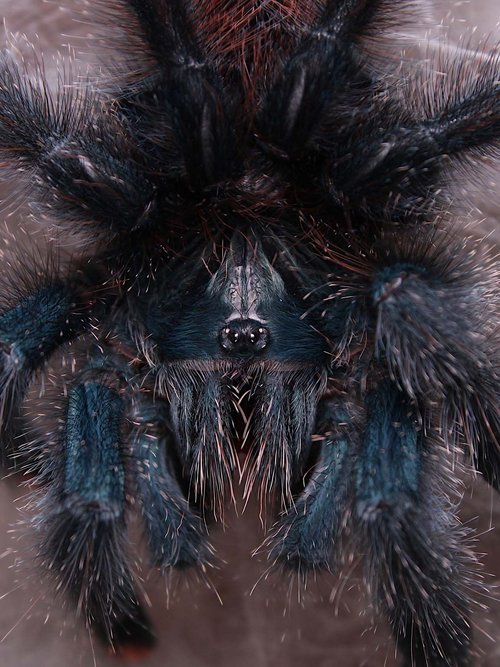 Buy Lasiocyano sazimai (Brazilian Blue Tarantula) — Juice's Arthropods
