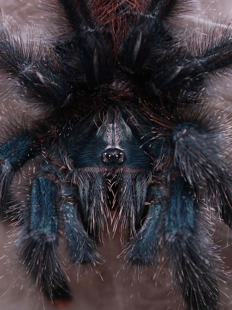 Buy Lasiocyano sazimai (Brazilian Blue Tarantula) — Juice's Arthropods