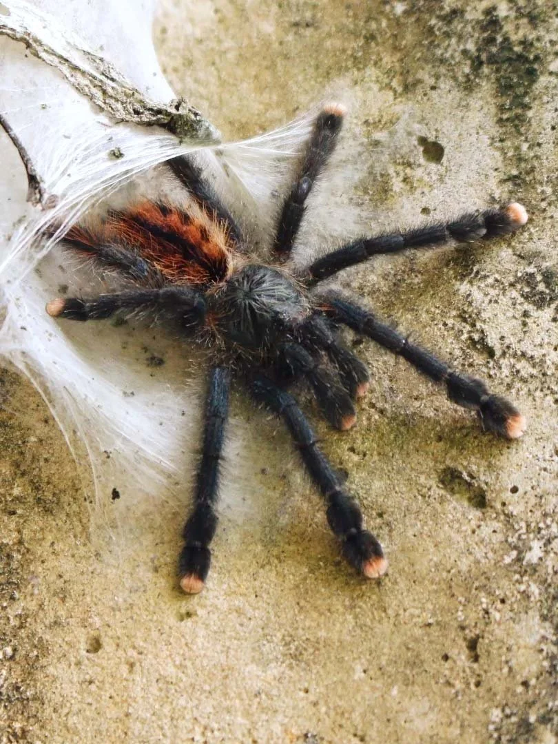 Buy Theraphosa blondi (Goliath Birdeater Tarantula) — Juice's Arthropods