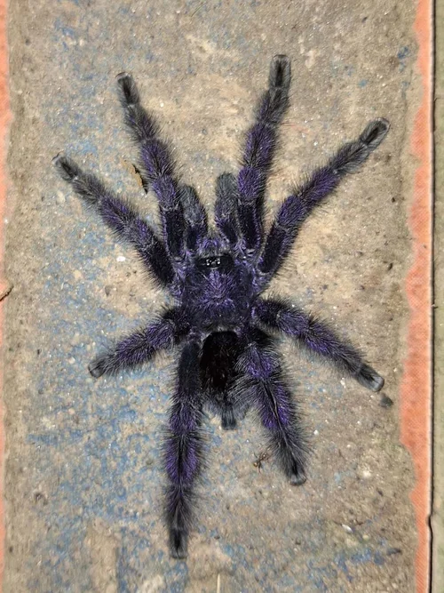 Buy Phormictopus sp. "Dominican Purple" (Dominican Purple Tarantula ...