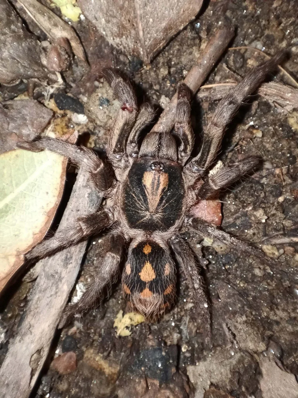 Buy Pamphobeteus sp ‘machala’ (Purple Bloom Tarantula) — Juice's Arthropods
