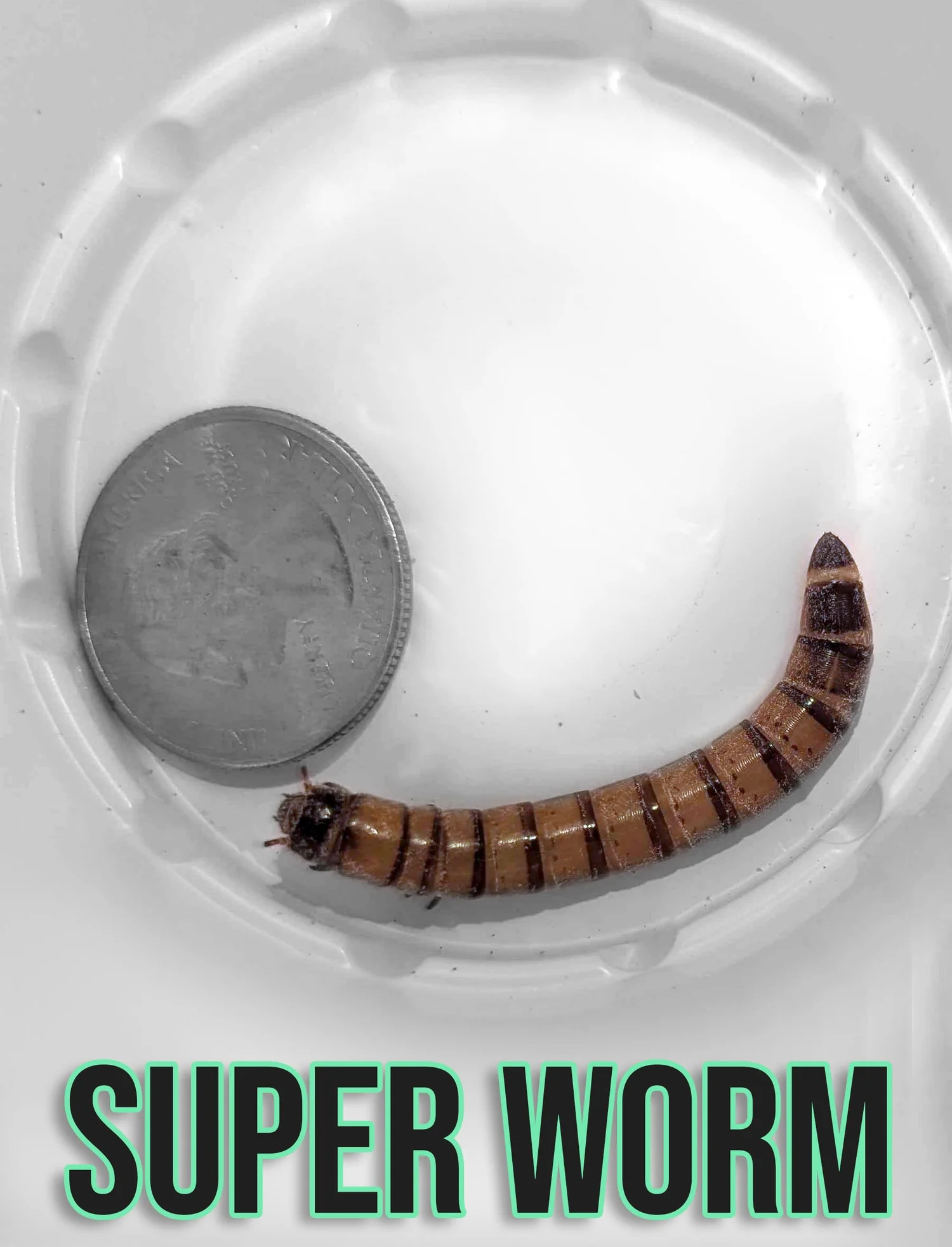 Buy Live Superworm Feeders — Juice's Arthropods