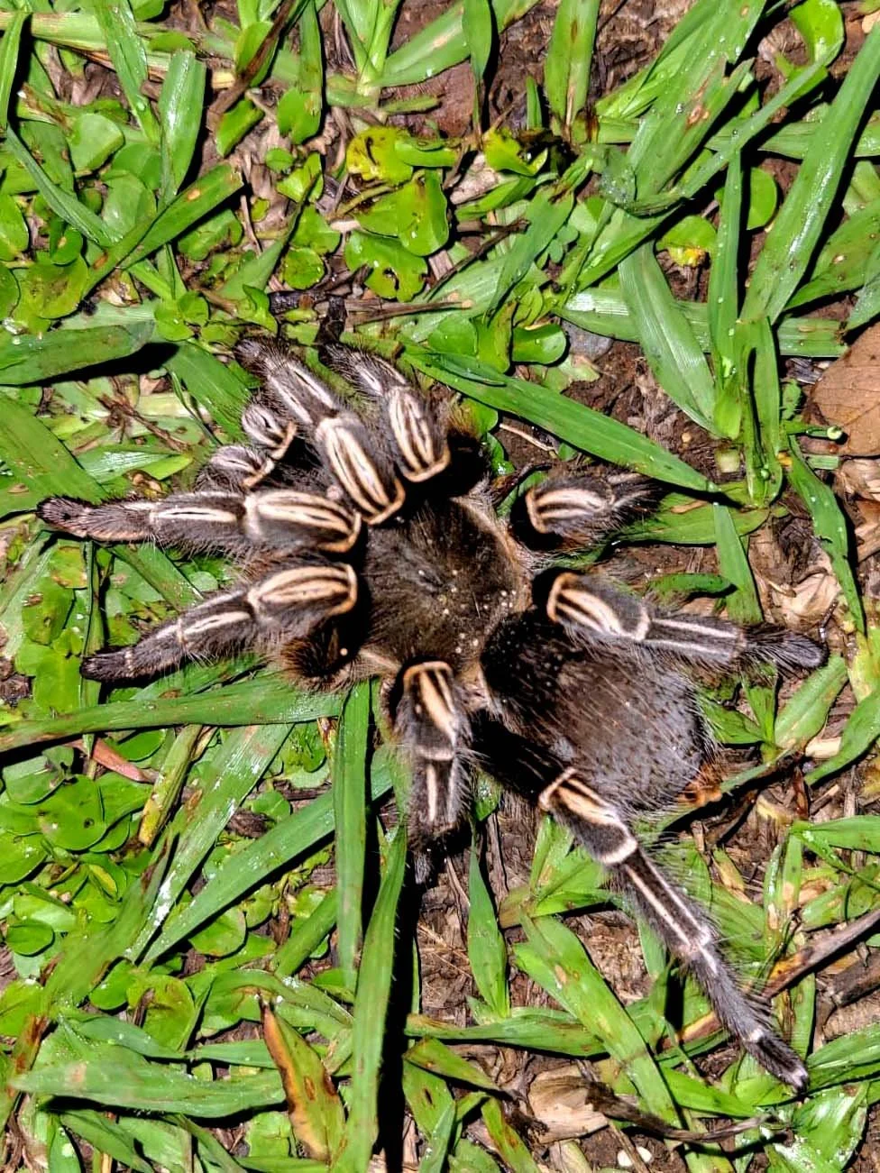 Buy Pamphobeteus sp ‘machala’ (Purple Bloom Tarantula) — Juice's Arthropods