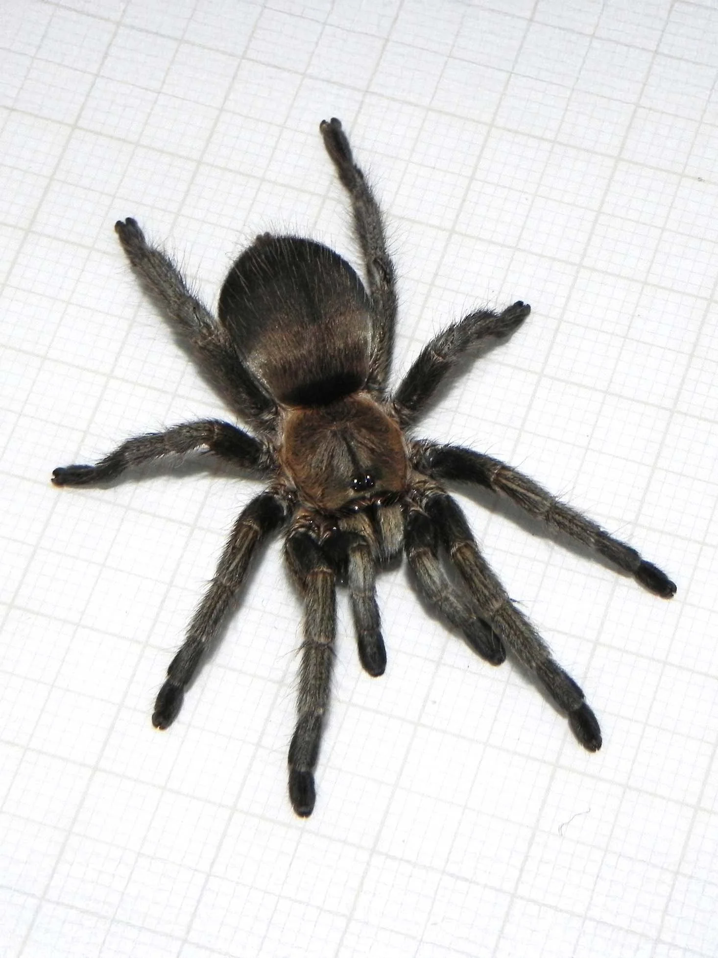 Buy Lasiocyano sazimai (Brazilian Blue Tarantula) — Juice's Arthropods